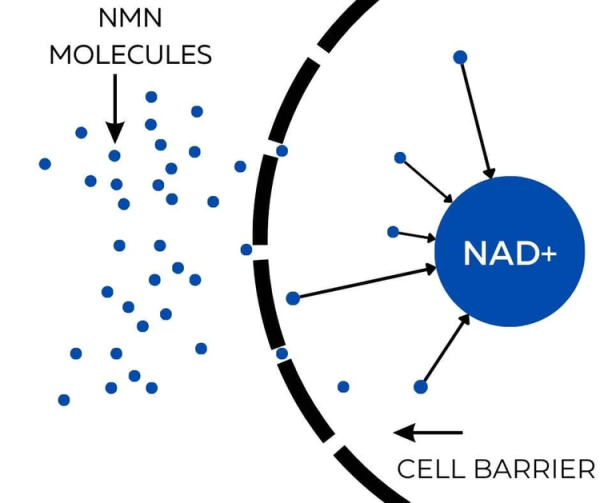 Thực phẩm bổ sung Nicotinamide Mononucleotide AlphaCell Labs NMN 500mg ...